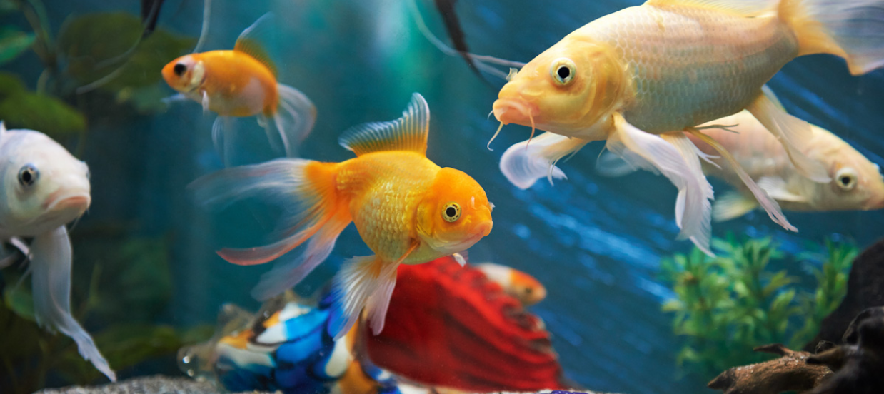 Wirkstoffe für den Umweltschutz - HeGo Biotec GmbH